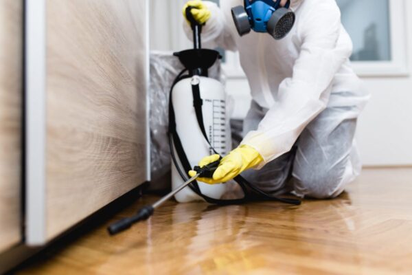 Termite Control – Eco Breeze Pest Control & Cleaning Services